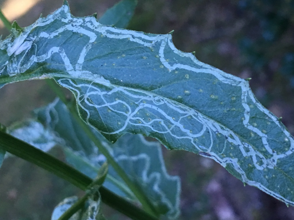 Feuille-morte, or the art of dead leaves « elizabeth winpenny lawson ...